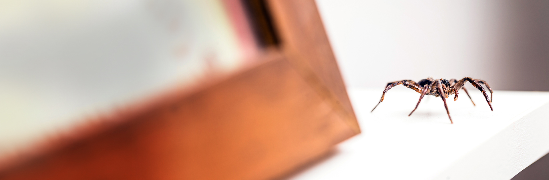 Pest Shield - Pest Protection Plus inc.