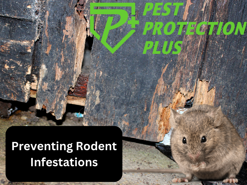 Preventing Rodent Infestations-For Your Business - Pest Protection Plus ...