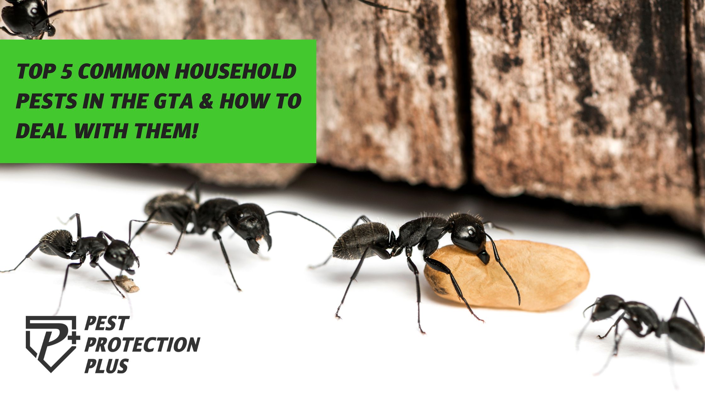 GTA Pest Control-Top 5 Pests & How To Deal With Them - Pest Protection ...