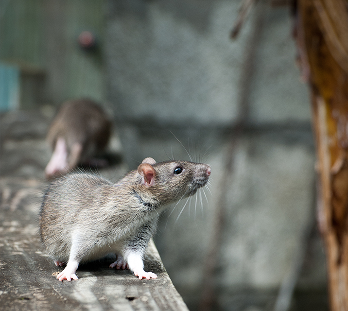 Efficient Pest Control Mimico: Banish Pests Today