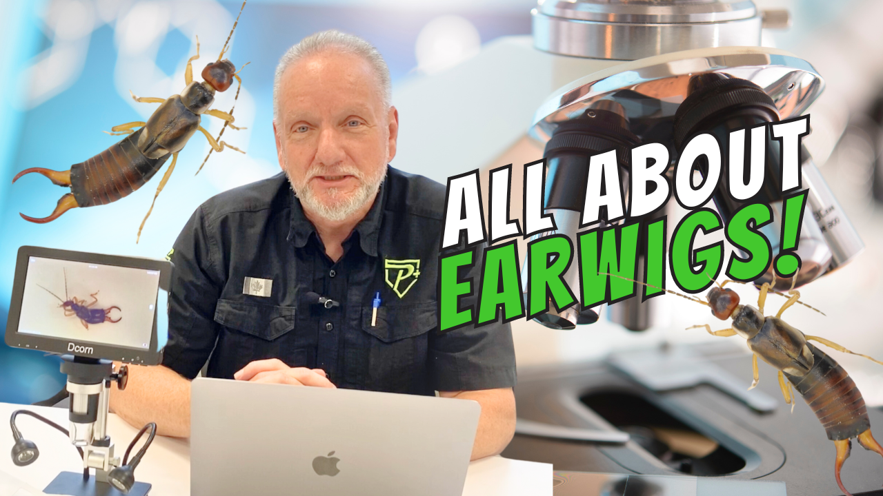 Get Rid of Earwigs! - Pest Protection Plus inc.