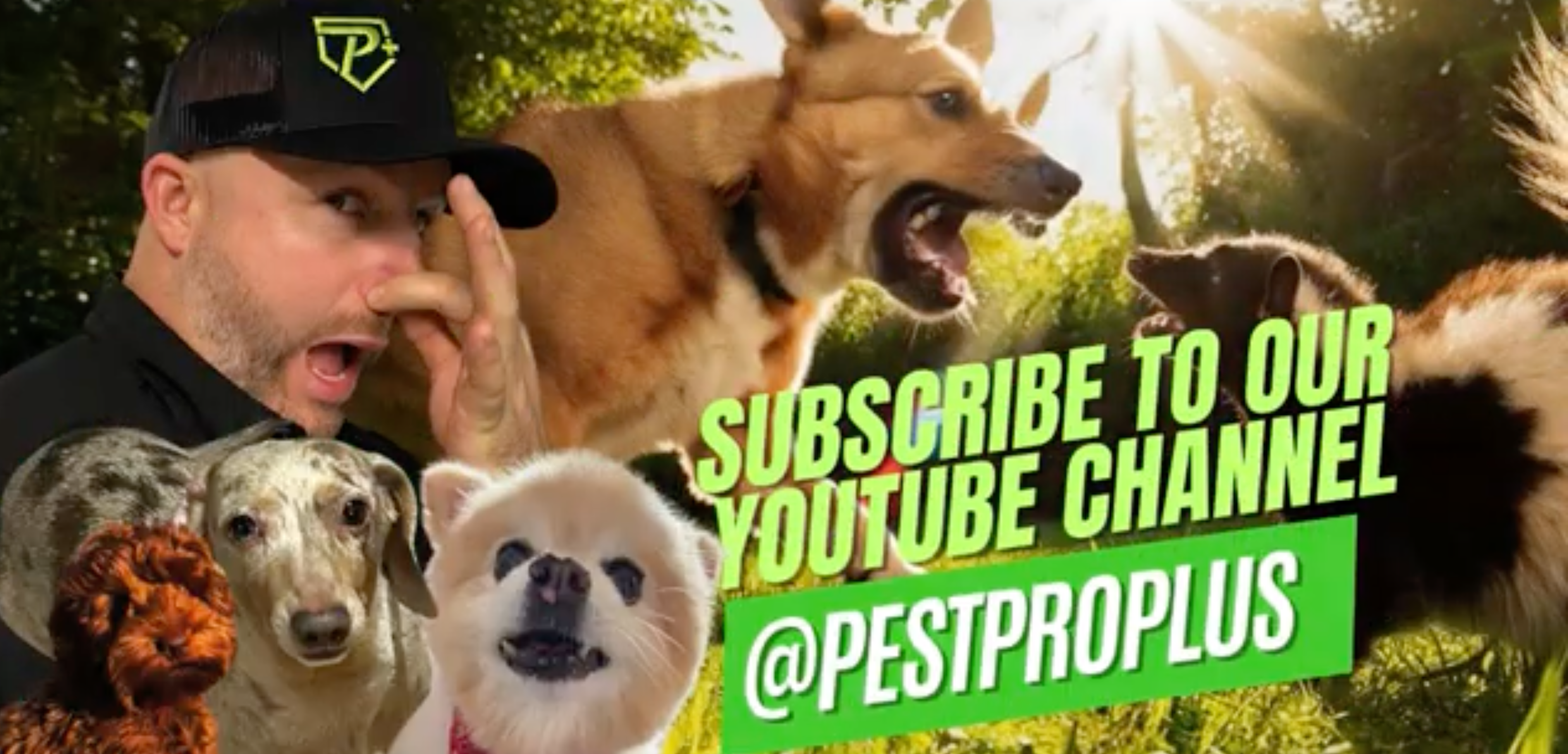 Dog Sprayed By a Skunk?-What To Do! - Pest Protection Plus inc.