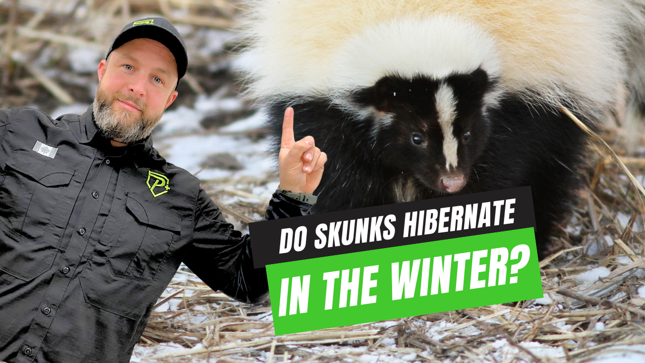 Do Skunks Hibernate In The Winter? - Pest Protection Plus inc.